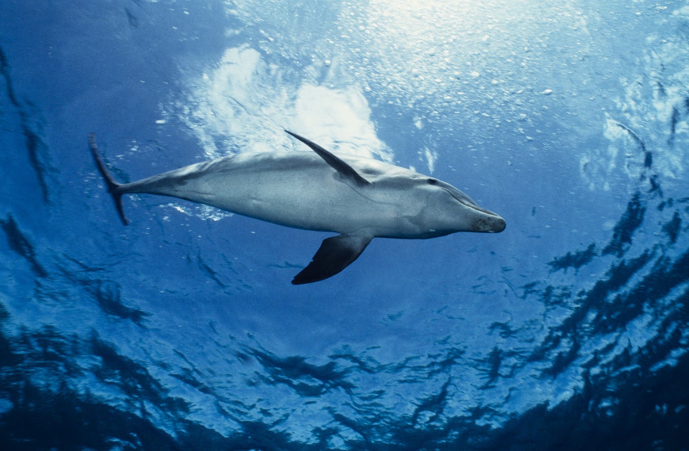 A Dolphin That Has Been Biting People May Just Be Friendly | Scientific ...