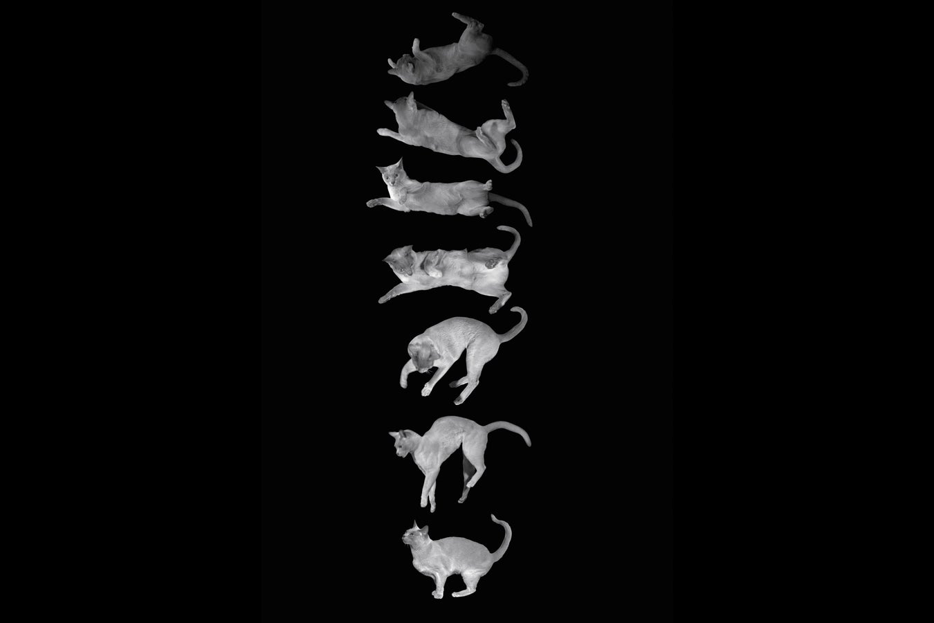 These Animals are Physics Whizzes | Scientific American