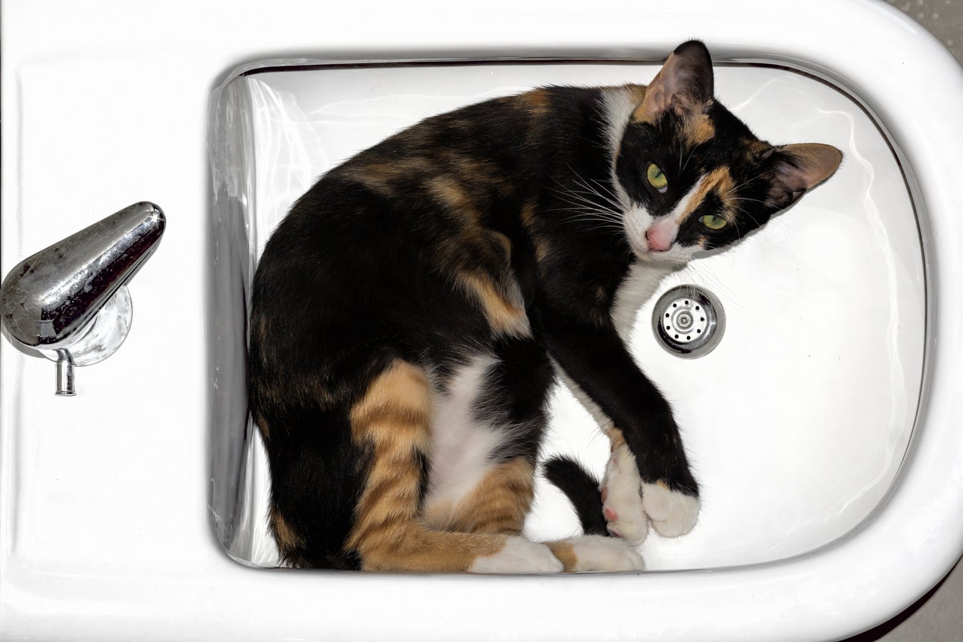 Are Cats Actually Liquid? | Scientific American