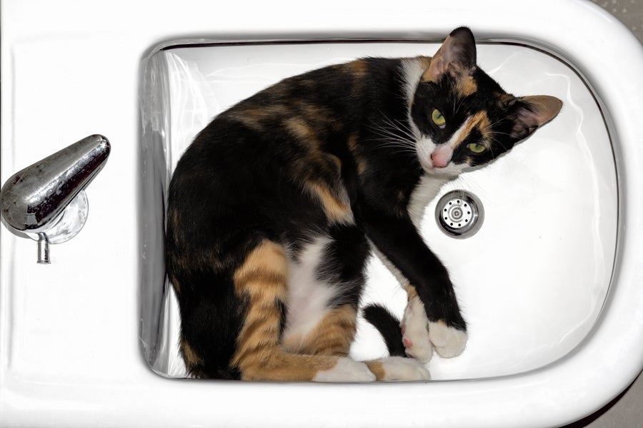 Are Cats Actually Liquid? | Scientific American