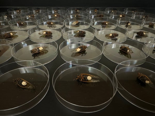 The Brood XIV Zombie Cicadas Are Coming | Scientific American