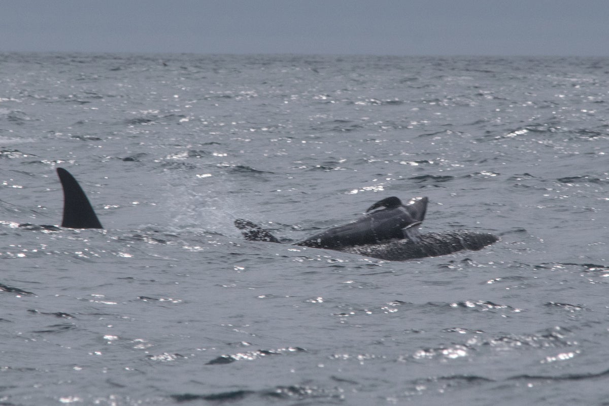 Iceland’s Orca Pods Mysteriously Include Baby Pilot Whales | Scientific ...