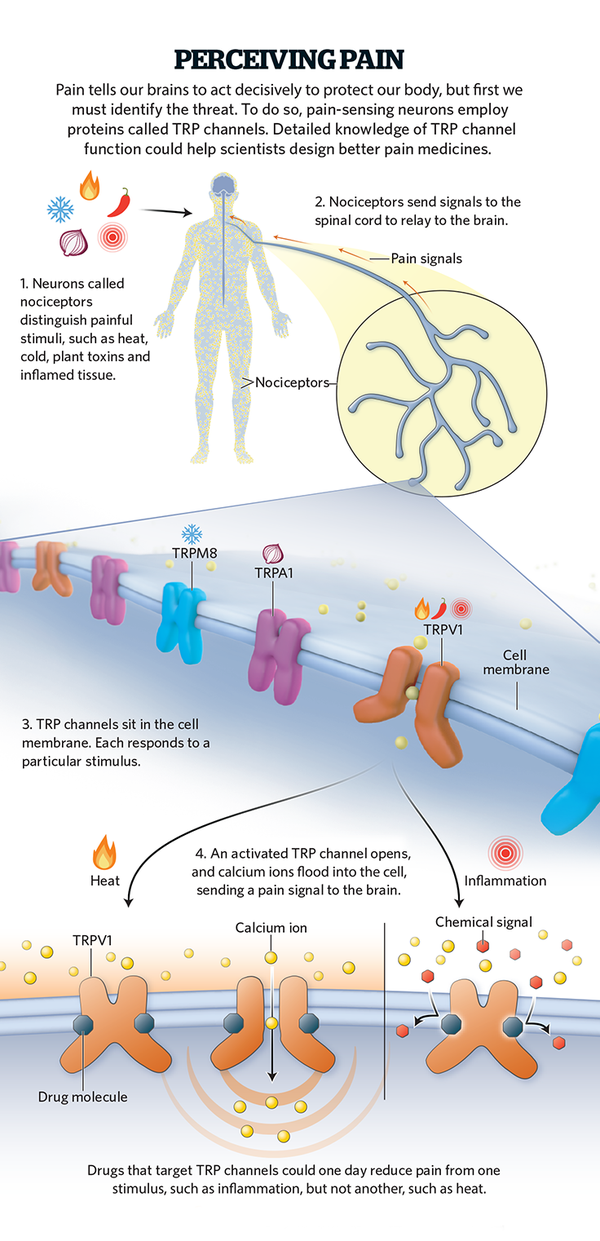 Tracing the Neural Roots of Pain | Scientific American