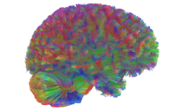10 Mind-Blowing Brain Discoveries from 2025 | Scientific American