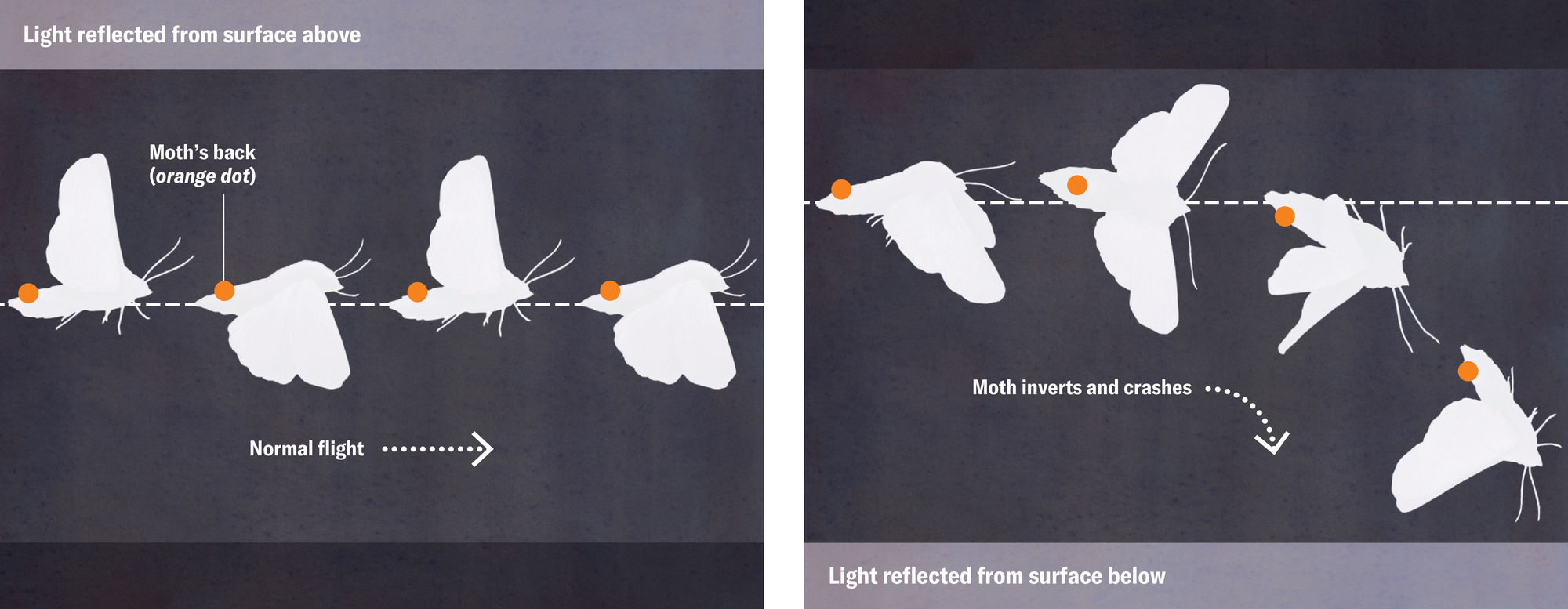 Why Insects Are Lured to Lights in the Night | Scientific American