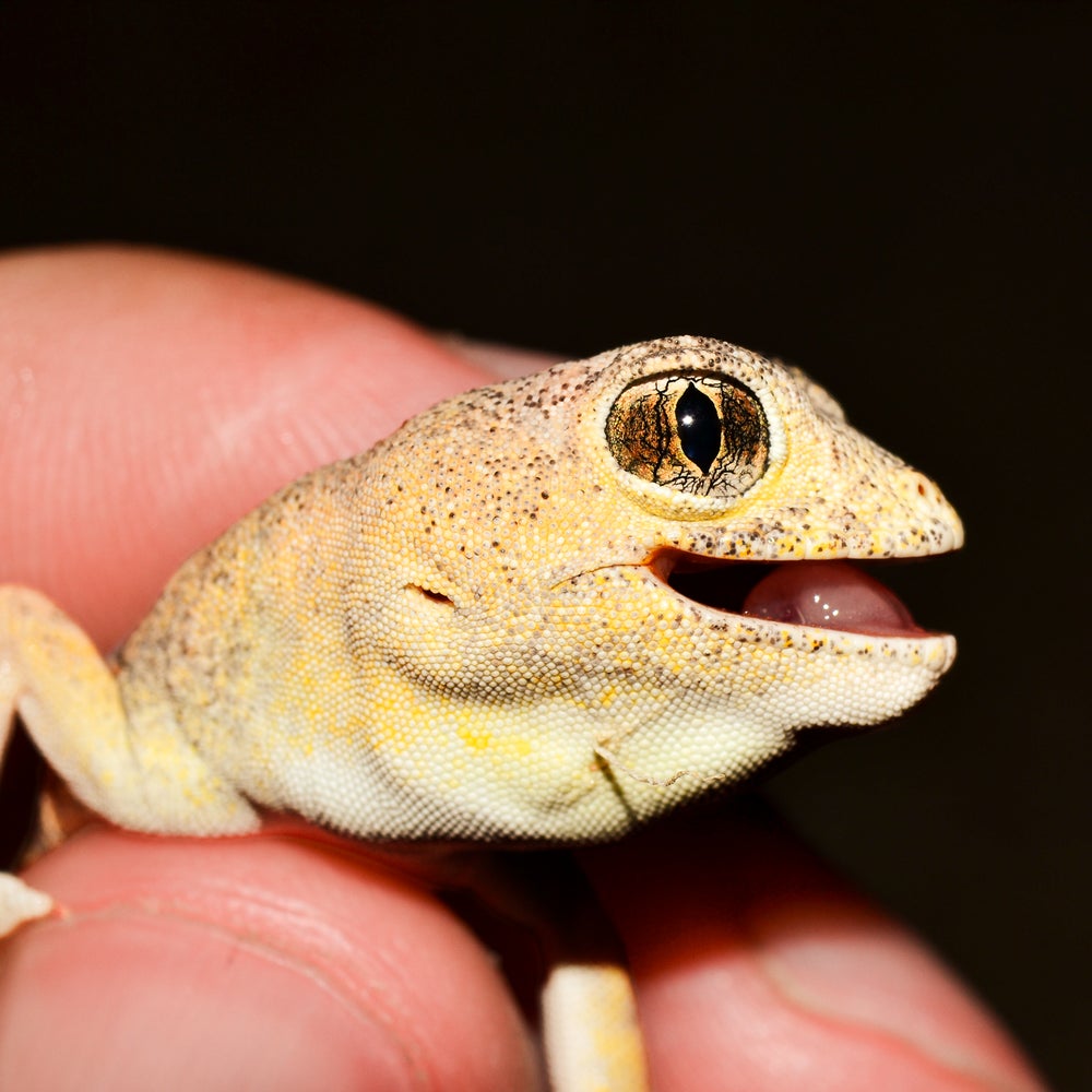 real gecko lizard