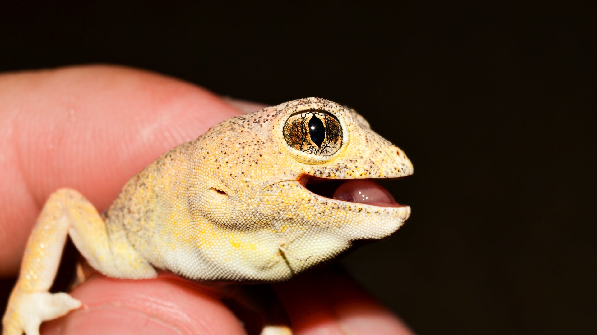 gecko lovers ltd