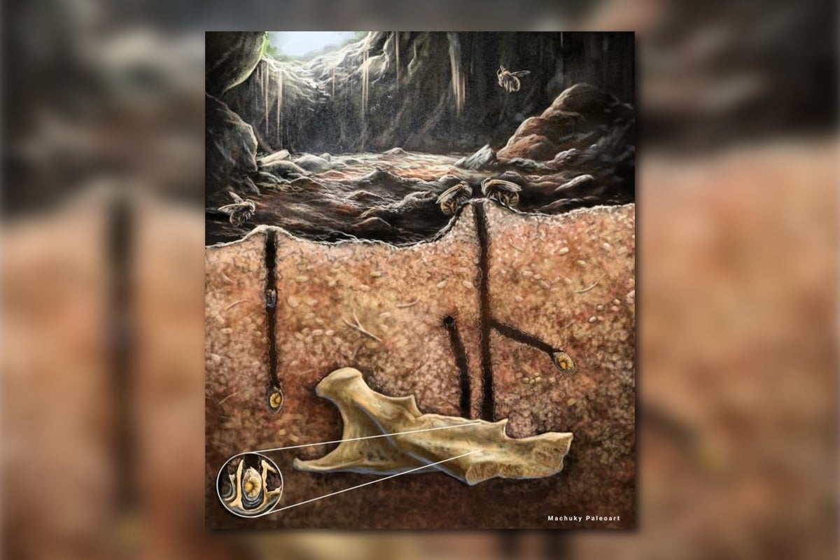 Ancient bees burrowed inside bones, fossils reveal | Scientific American
