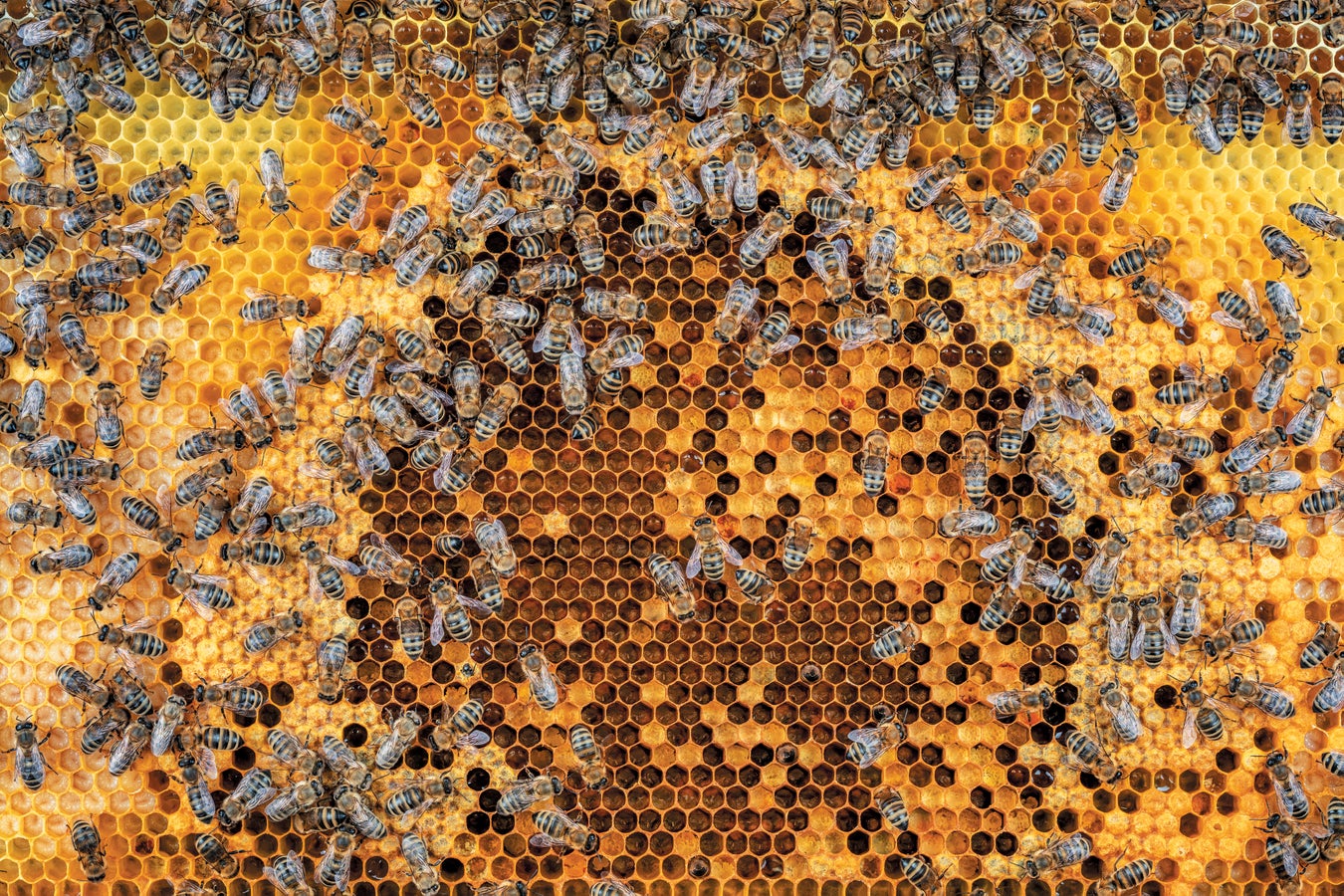 A New Bee Crisis Could Make Your Food Scarce and Expensive | Scientific ...