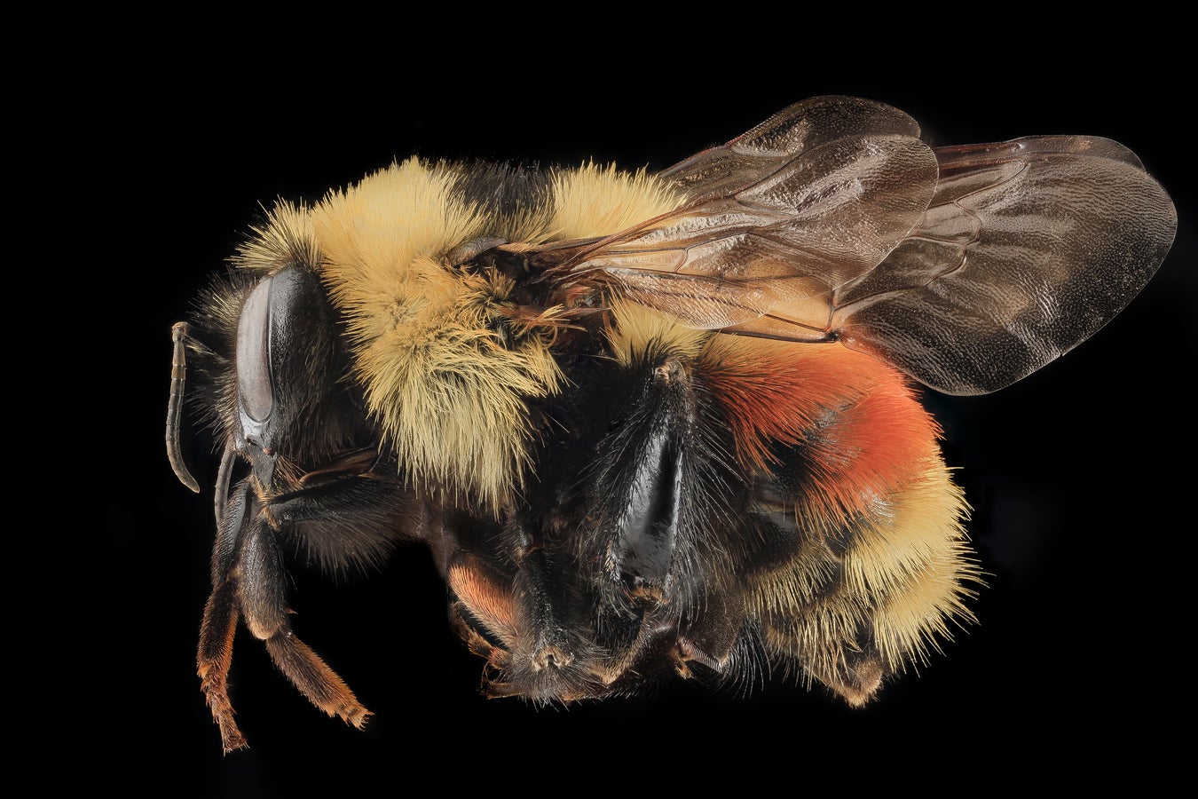There are 4,000 species of native bees in the U.S. | Scientific American