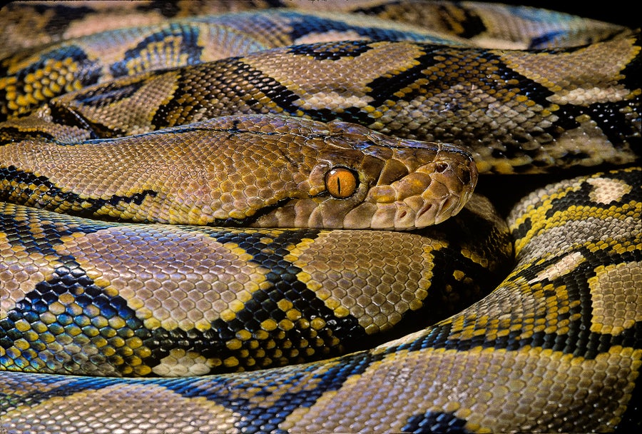 Snake Steak Could Be a Climate-Friendly Source of Protein | Scientific ...