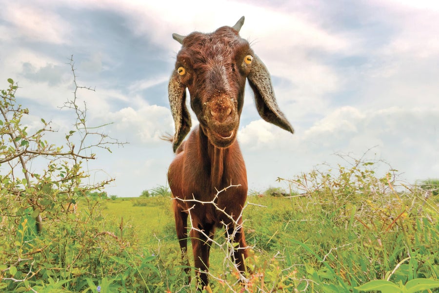 Why This AI Gazes into Goat Faces | Scientific American
