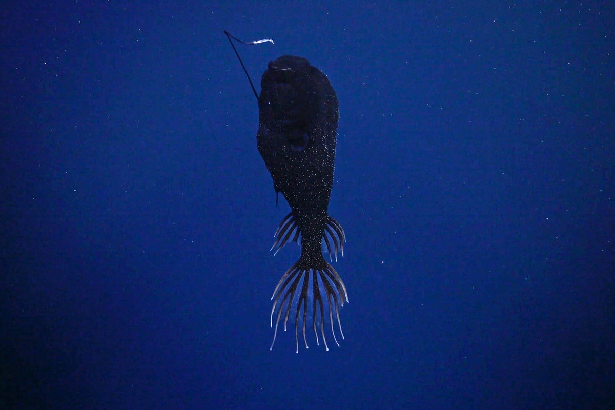 See Strange Deep-Sea Creatures, from ‘Sea Pigs’ to ‘Disco Worms ...