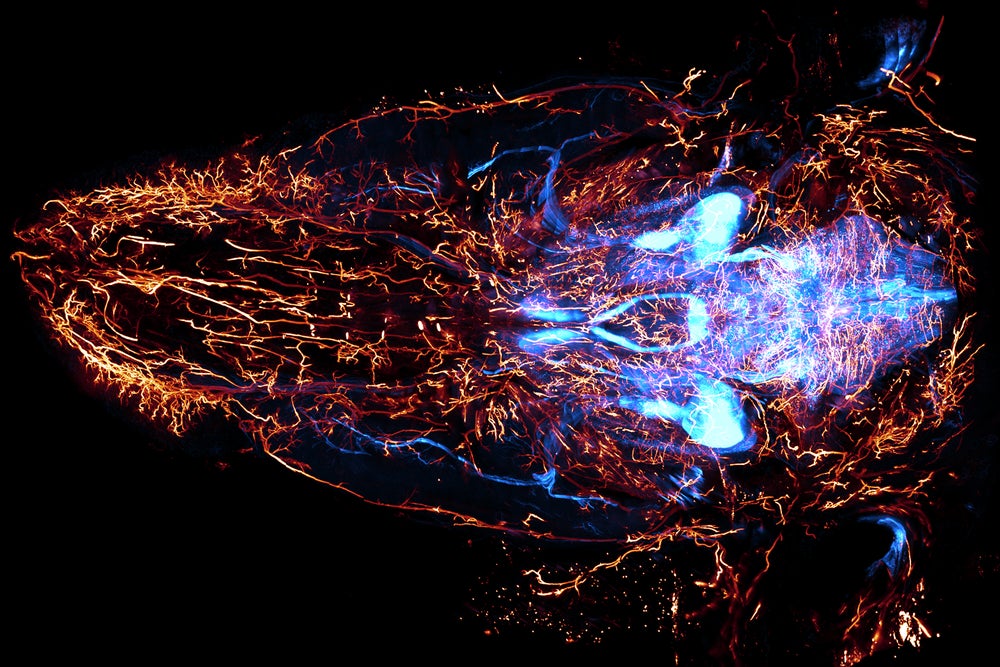 See the First Complete Map of a Mammal’s Peripheral Nervous System in ...
