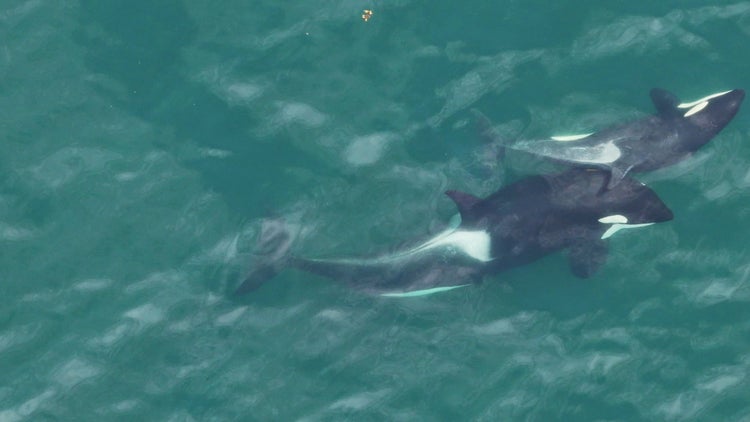 Orcas’ Social Skin-Care Routine Uses Kelp as a Tool | Scientific American