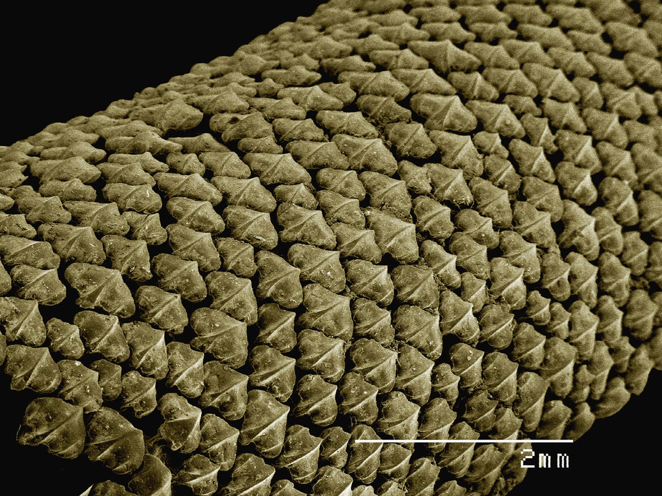 Fun Facts about Teeth across the Animal Kingdom | Scientific American