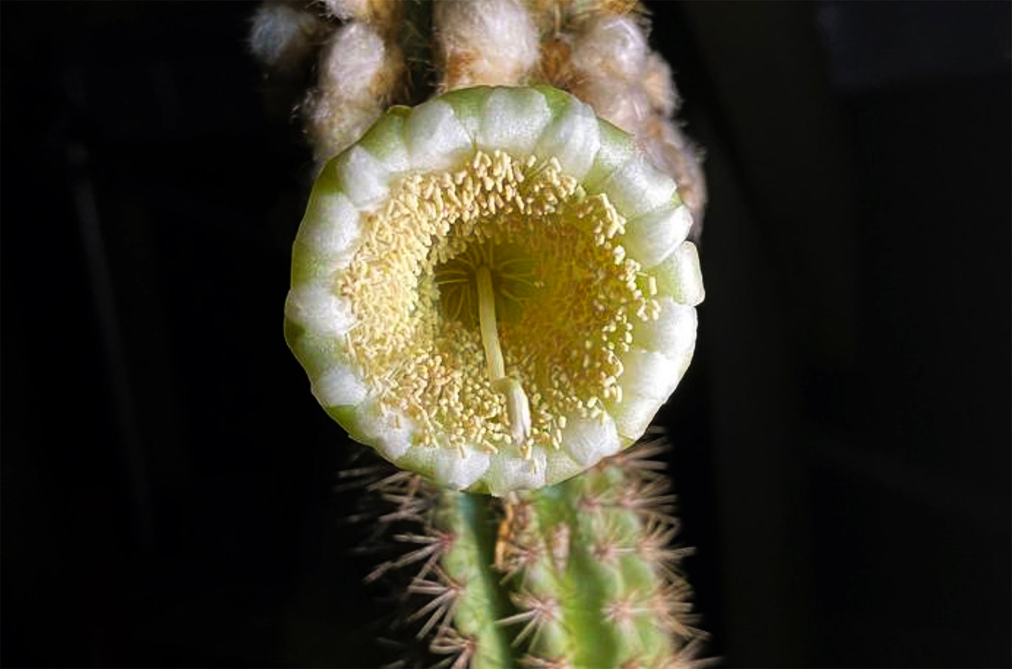 Florida Cactus Identification Luther Burbank Spineless Cactus
