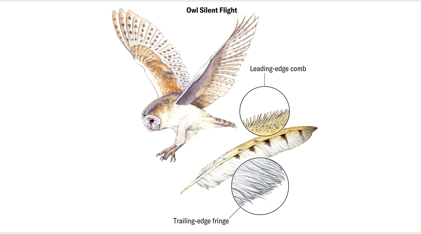 Why Feathers Are One of Evolution’s Cleverest Inventions | Scientific American