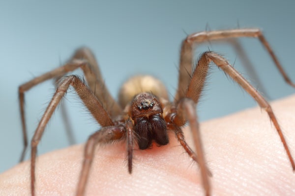 Fact or Fiction? People Swallow 8 Spiders a Year While They Sleep ...