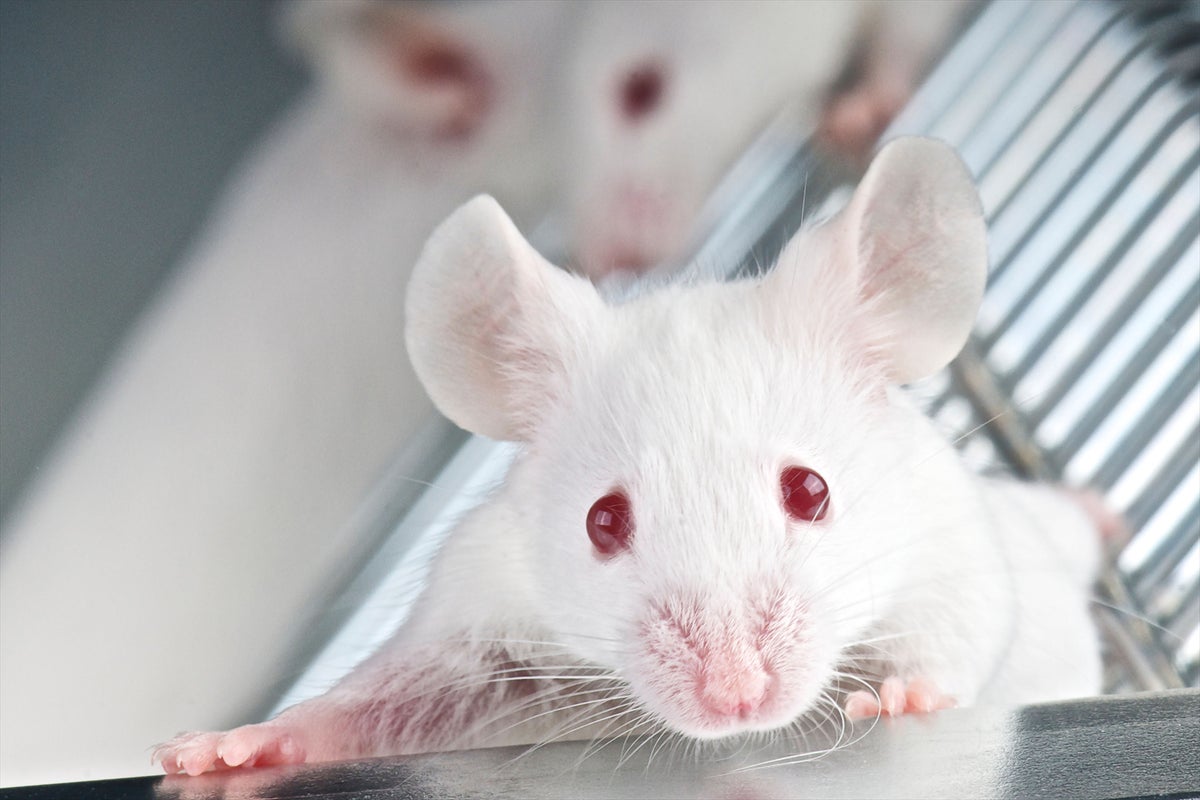 How Animal Brains Tell Friends from Strangers | Scientific American