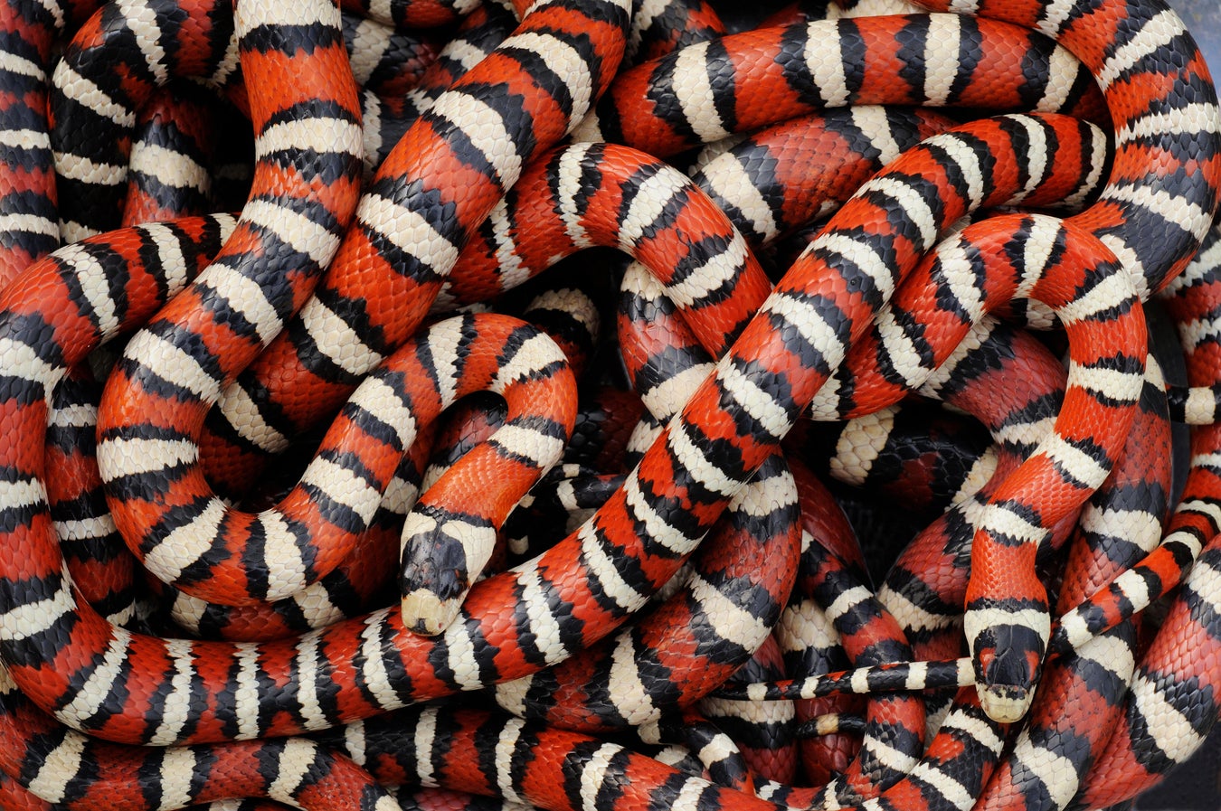 Animals Evolved Color Vision before Bright Colors Emerged | Scientific ...