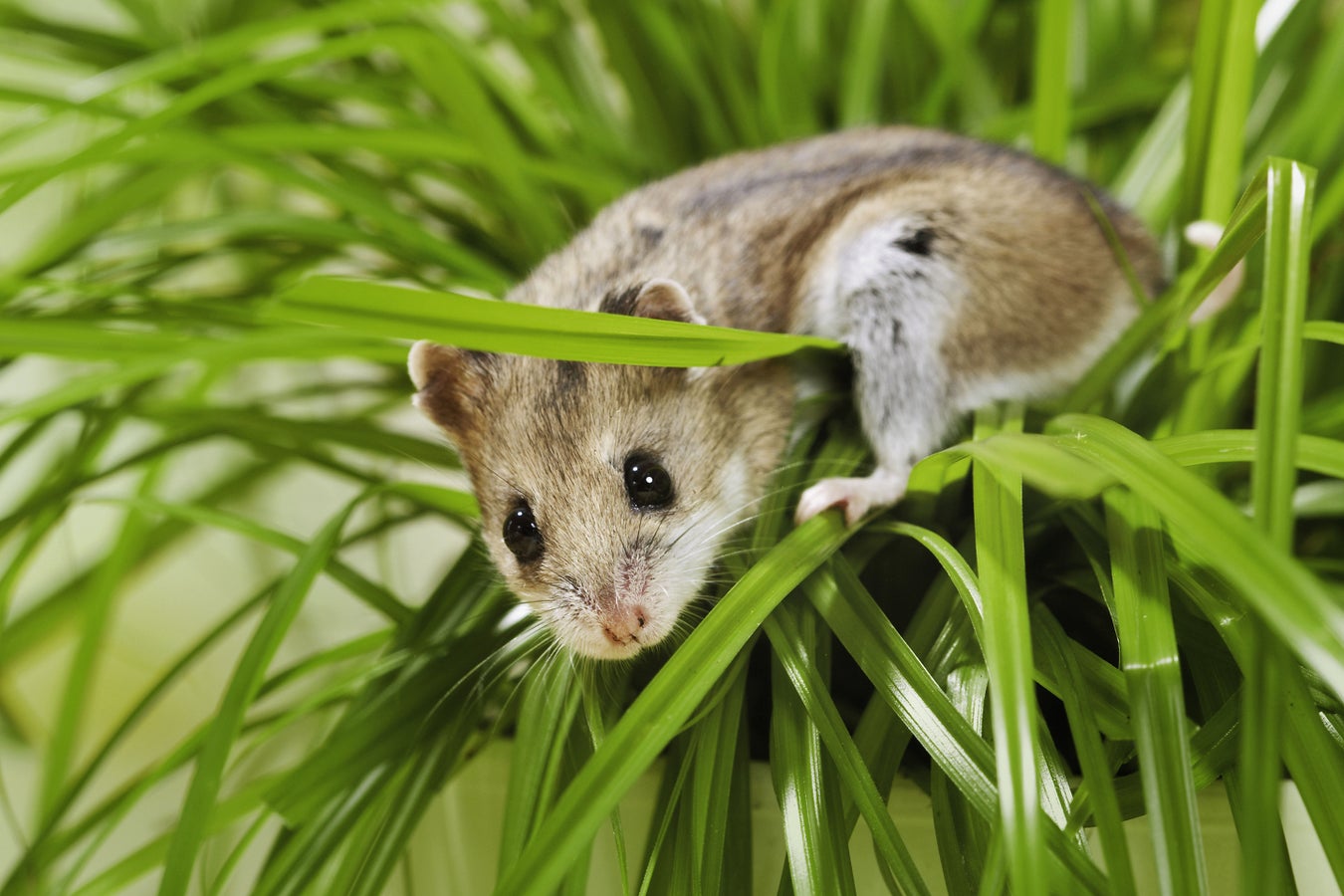 Plants’ Photosynthetic Machinery Functions inside Hamster Cells ...