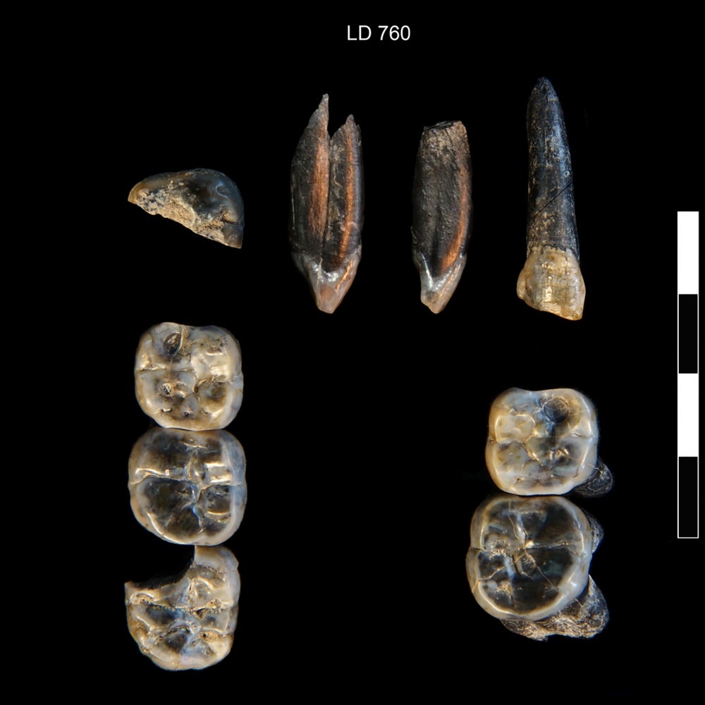 fossils that prove human evolution