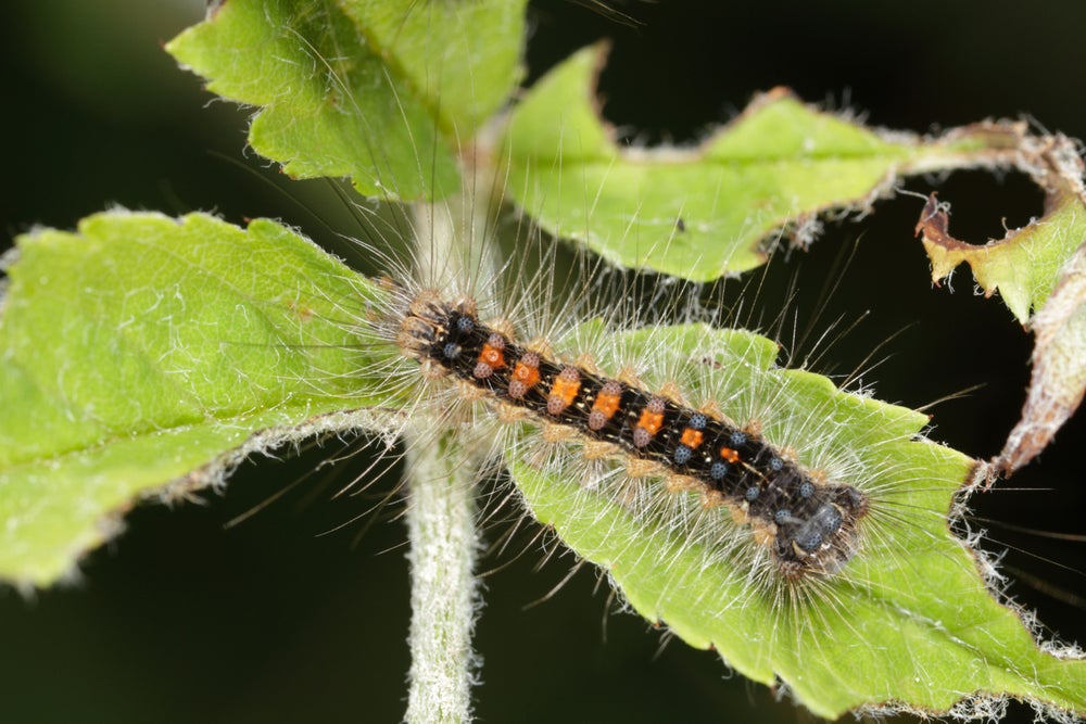 Very Hungry—And Very Invasive—Caterpillars Are a Munching through U.S ...