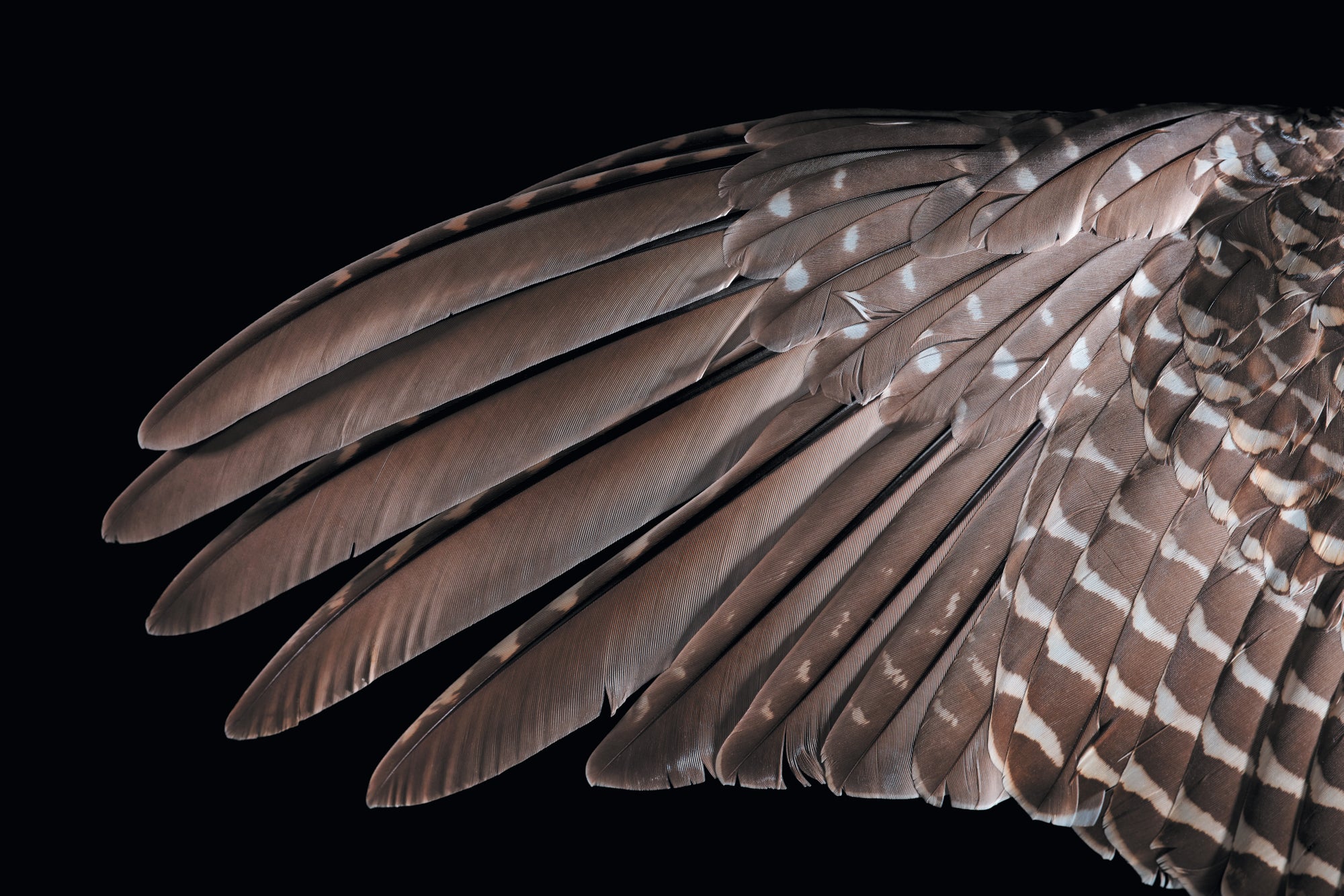 Why Feathers Are One of Evolution’s Cleverest Inventions | Scientific ...