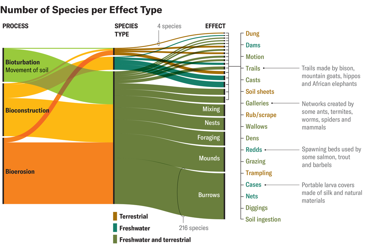 Animals Expend 76,000 Gigajoules of Energy Sculpting Our Planet Every ...