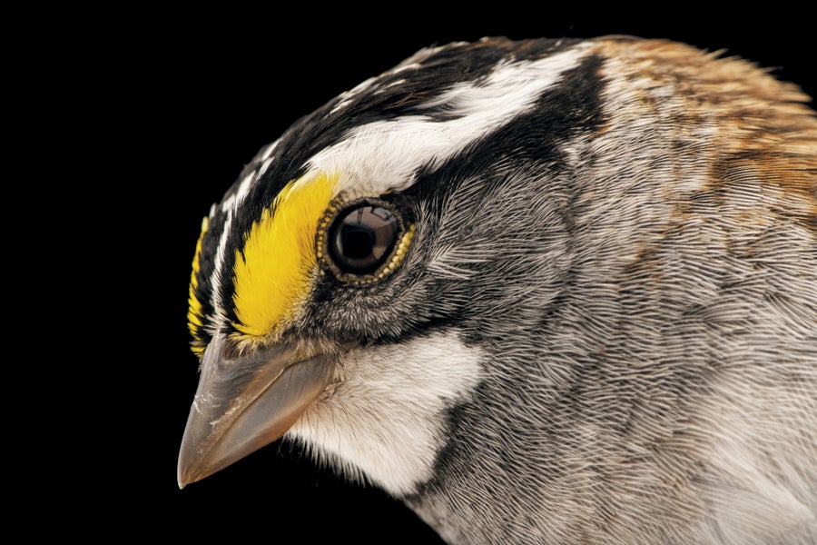 A Backyard Bird Offers a New Way of Thinking about Sexes | Scientific ...