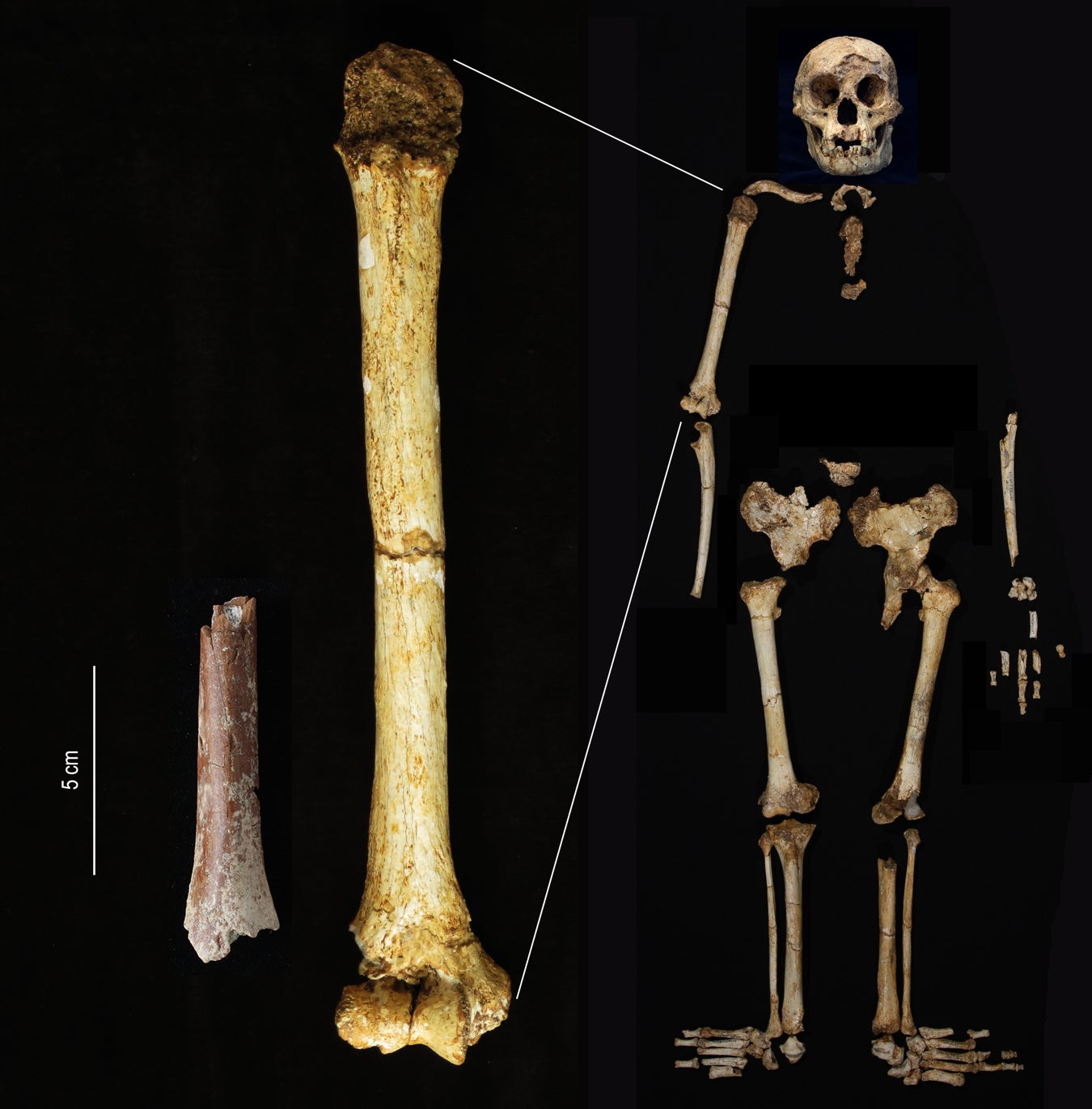 New ‘Hobbit’ Fossil Clarifies Origin Story of this Tiny Human Relative ...