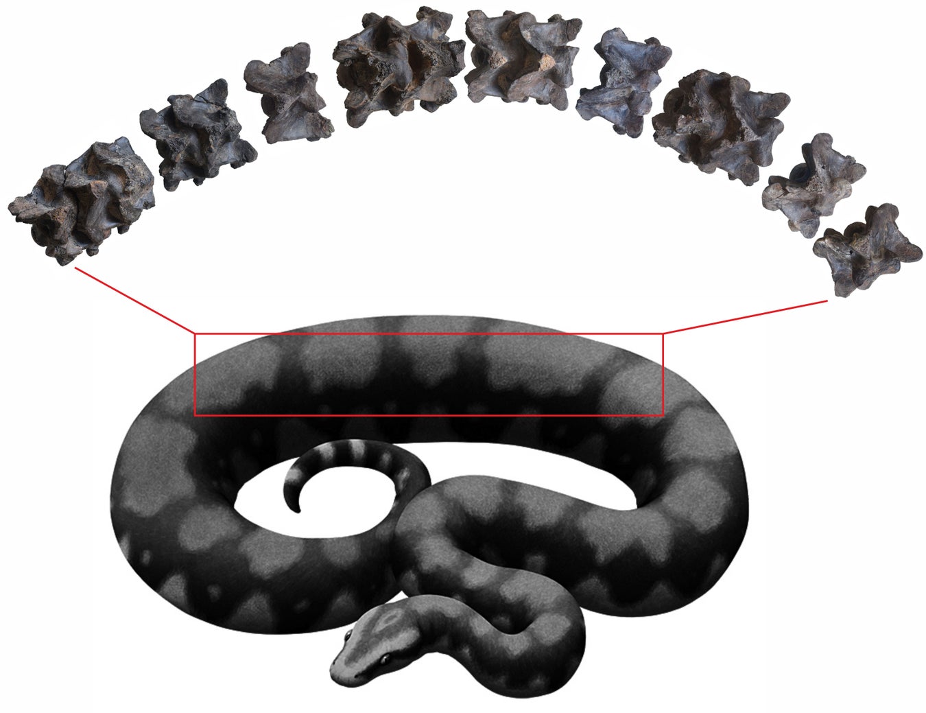 This Nearly 50-Foot Snake Was One of the Largest to Slither the Earth ...