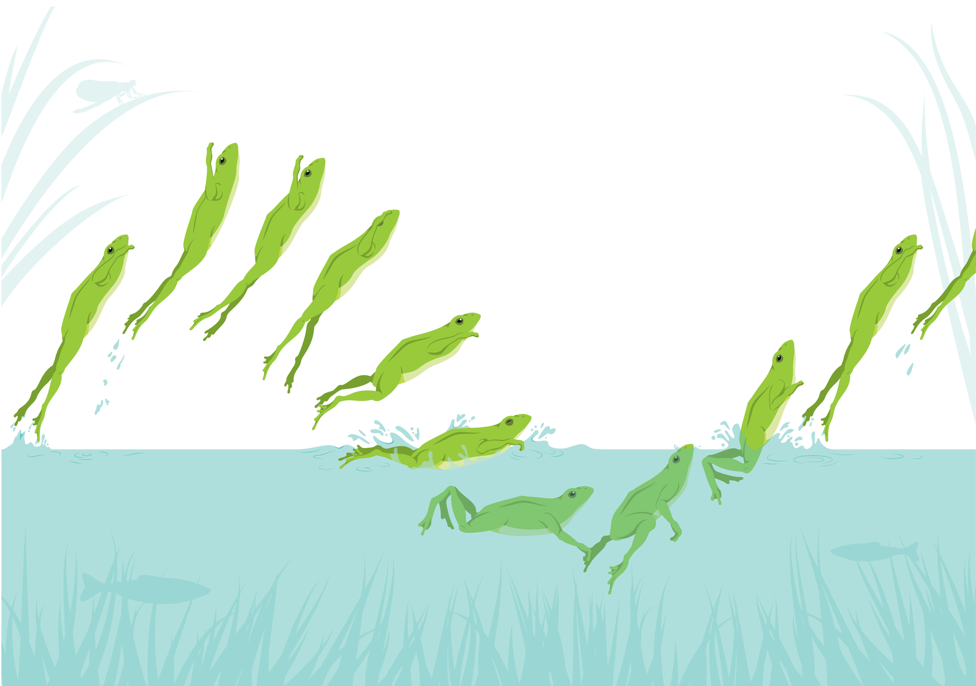 Watch a Frog Walk on Water with High-Speed Belly Flops | Scientific ...