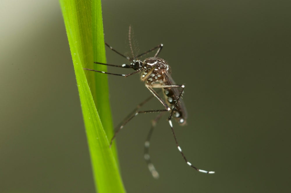 Female Mosquitoes Follow Each Other to Breeding Sites | Scientific American