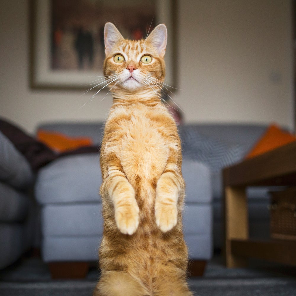 how do cats get their coloring