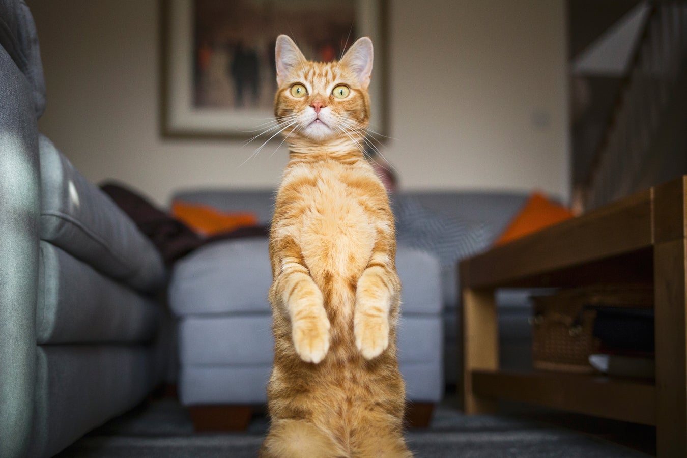 This Strange Mutation Explains the Mystifying Color of Orange Cats ...