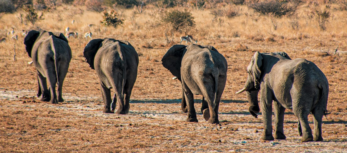 Male African Elephants Were Once Thought to Be Solitary—New Research ...