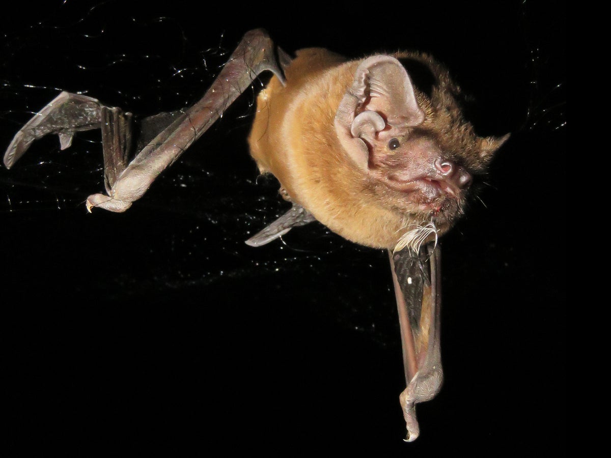 do bats spit while flying