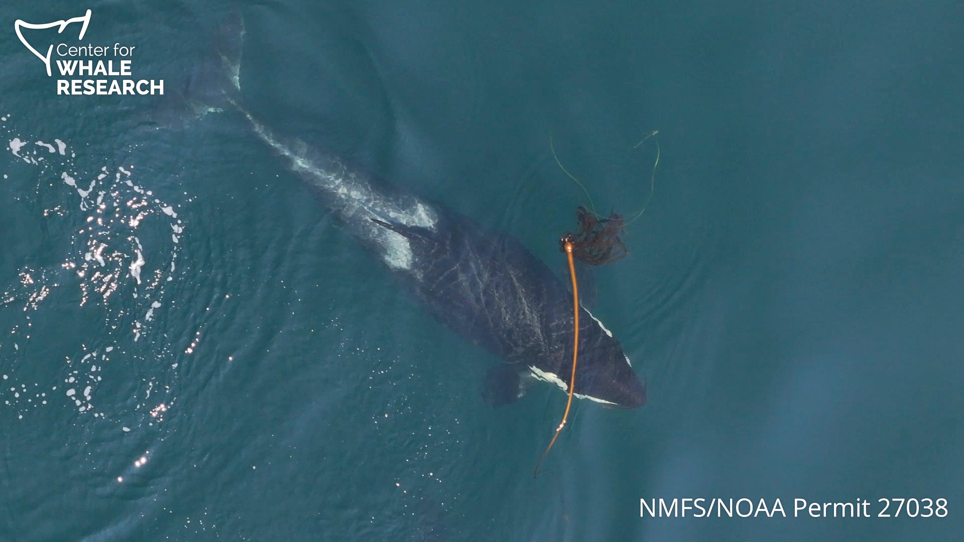Orcas’ Social Skin-Care Routine Uses Kelp as a Tool | Scientific American