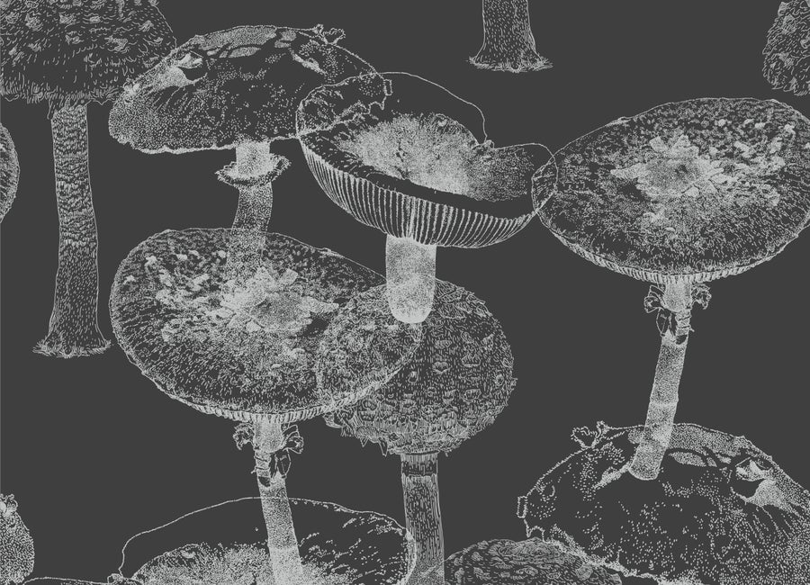 Mysterious ‘Dark Fungi’ Are Lurking Everywhere | Scientific American