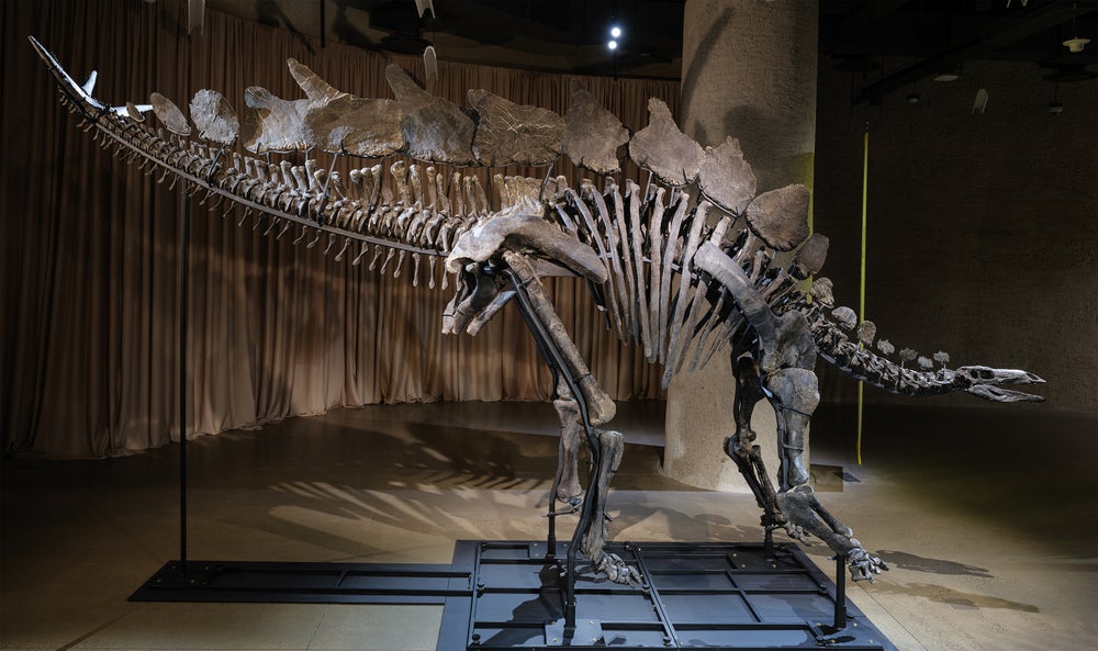 Most Expensive Dinosaur Fossil Ever Could Reveal Stegosaurus Secrets ...