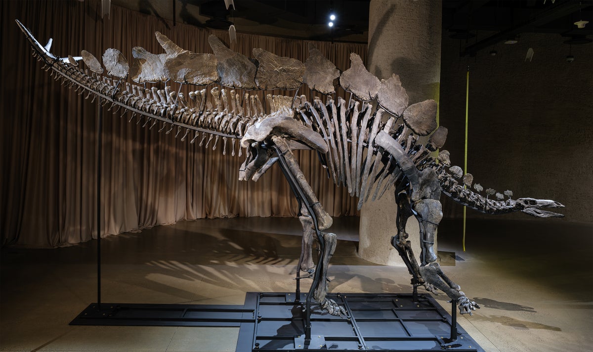 Most Expensive Dinosaur Fossil Ever Could Reveal Stegosaurus Secrets ...