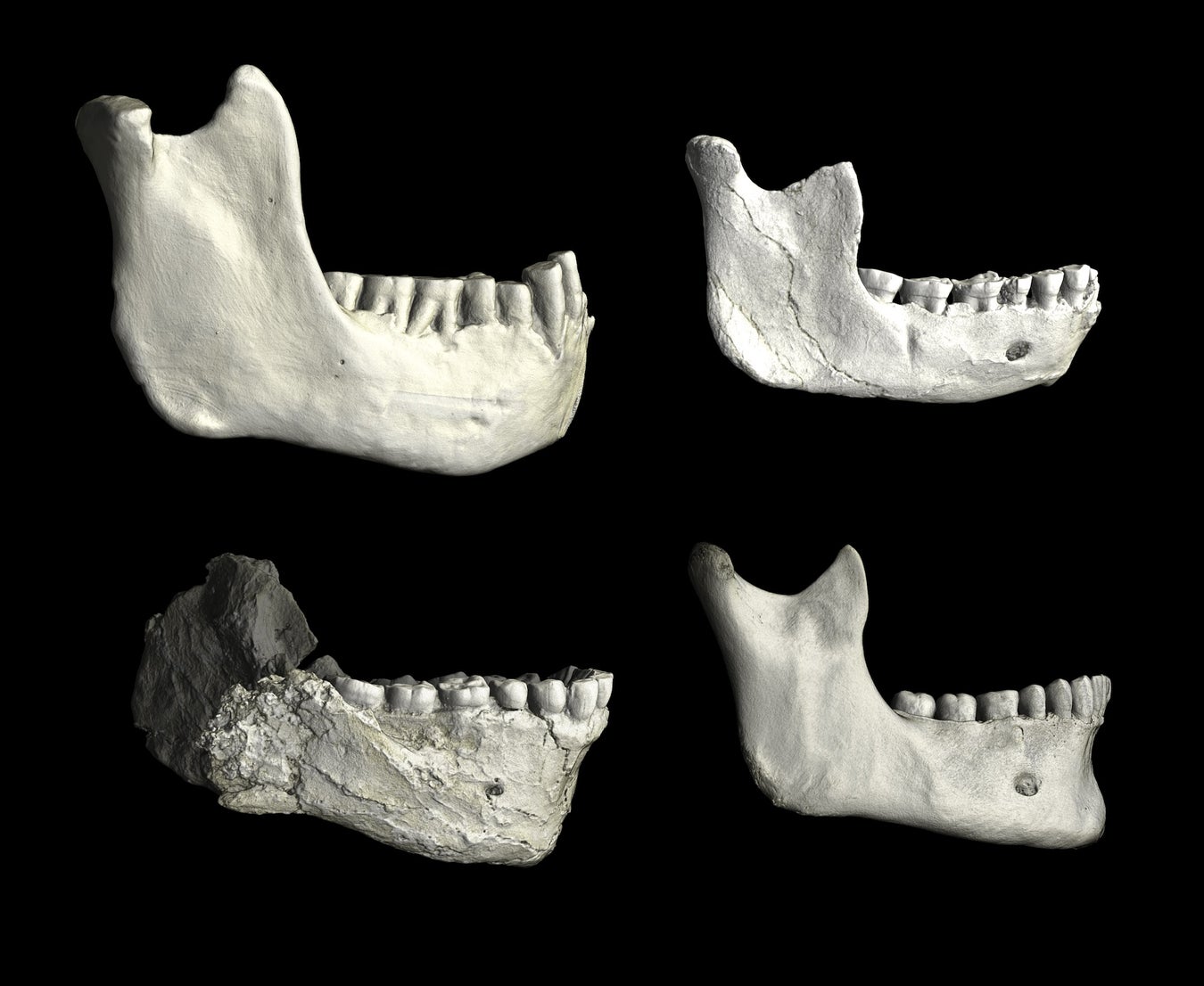 Fossil Discovery of New Human Ancestor May Connect Us to Neandertals ...