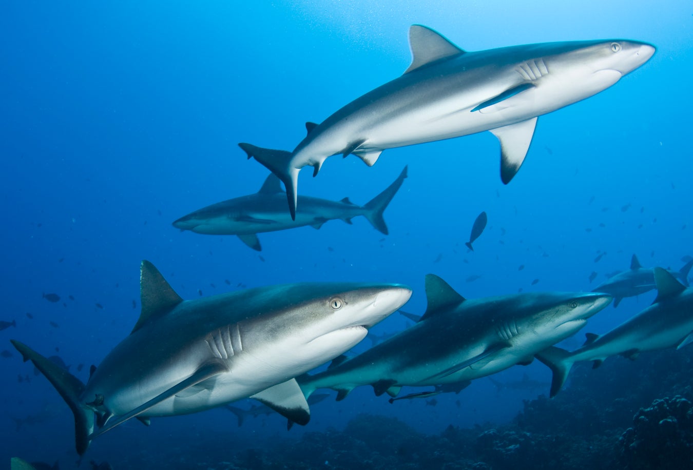 Love the Ocean? Thank a Shark | Scientific American