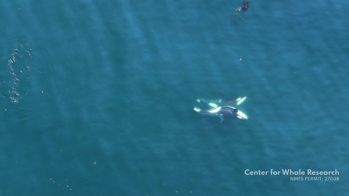 Orcas’ Social Skin-Care Routine Uses Kelp as a Tool | Scientific American