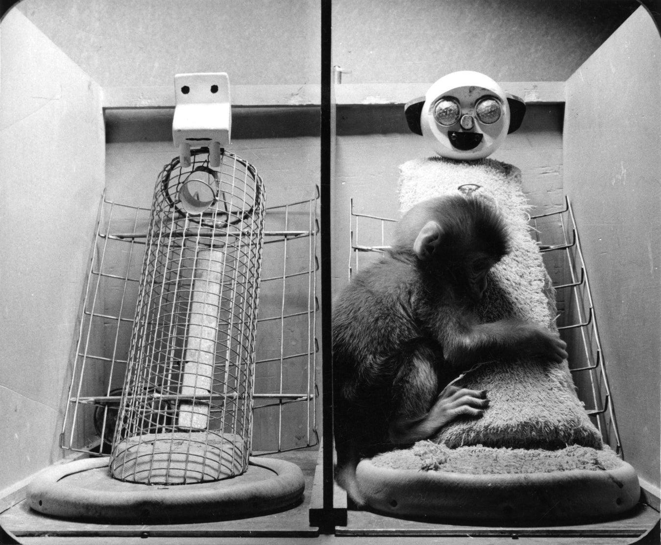Punch the monkey and his plushie re-create a famous psychological ...