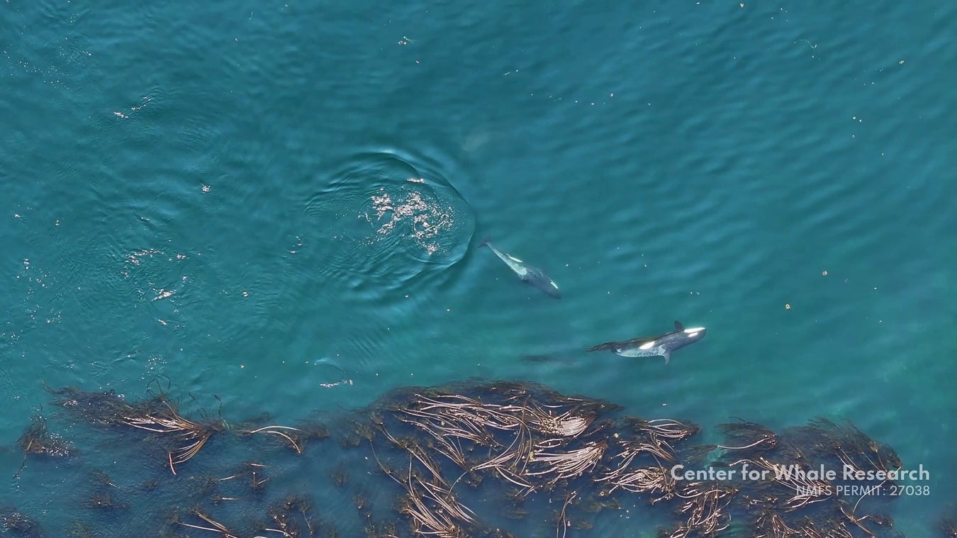 Orcas’ Social Skin-Care Routine Uses Kelp as a Tool | Scientific American