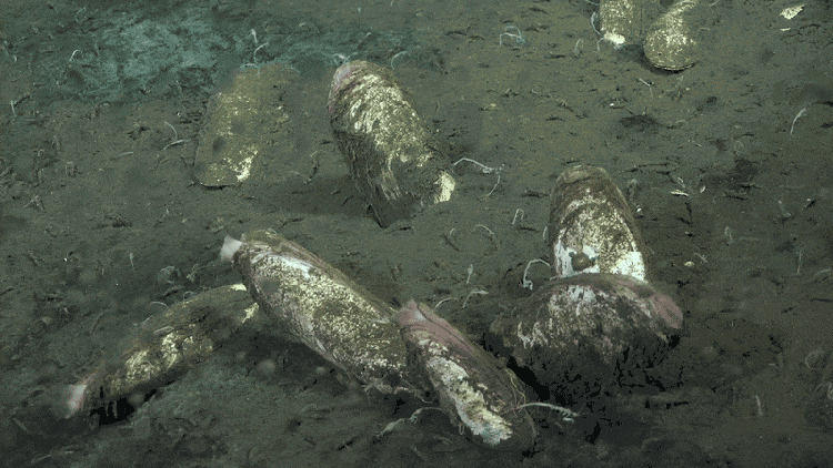 See Strange Deep-Sea Creatures, from ‘Sea Pigs’ to ‘Disco Worms ...