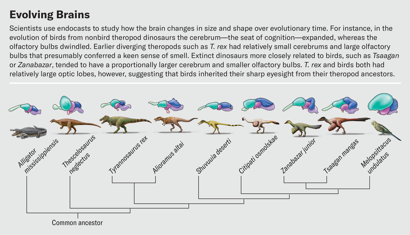 How Did Dinosaurs See, Smell, Hear and Move? | Scientific American